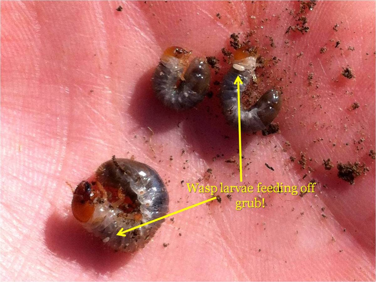 Tiphia wasps: Quietly waging war against white grubs